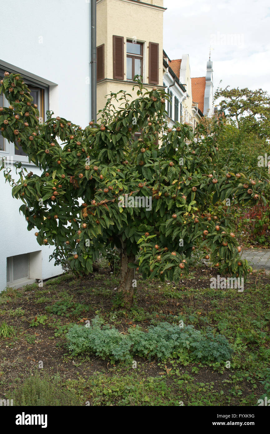 Mespilus Germanica Stockfotos und -bilder Kaufen - Alamy