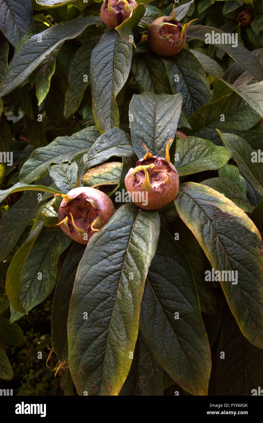 Mespilus germanica baum -Fotos und -Bildmaterial in hoher Auflösung – Alamy