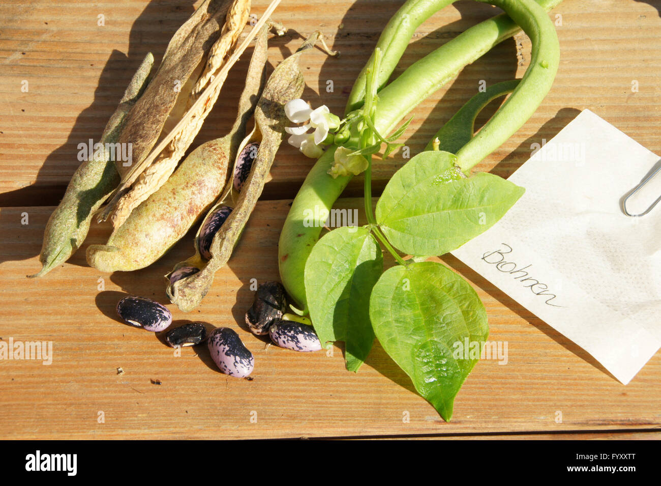Bohnen samen -Fotos und -Bildmaterial in hoher Auflösung – Alamy