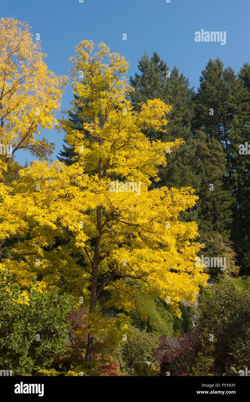 Robinie blatt -Fotos und -Bildmaterial in hoher Auflösung – Alamy