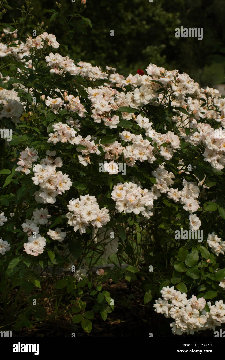 Cluster blume stieg -Fotos und -Bildmaterial in hoher Auflösung – Alamy