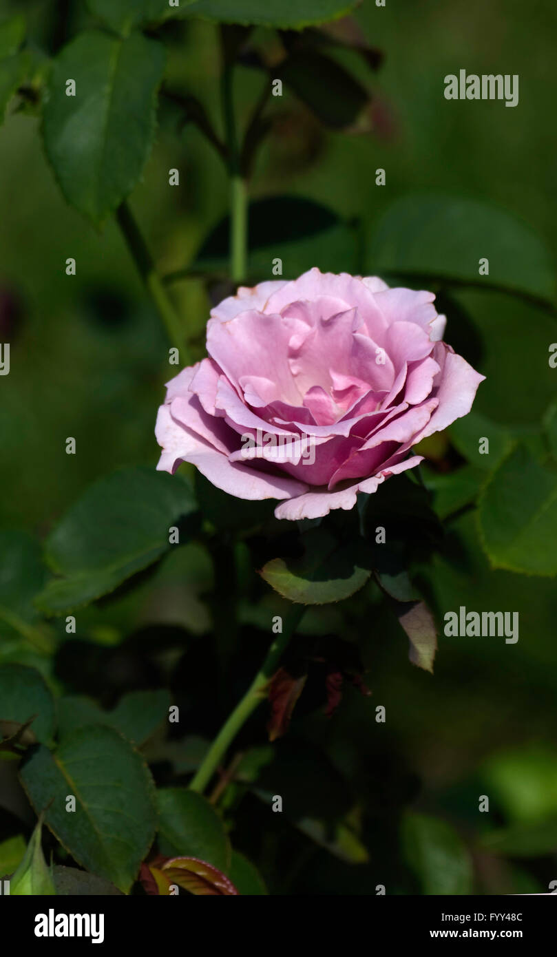 Rose Star Stockfotos & Rose Star Bilder - Alamy