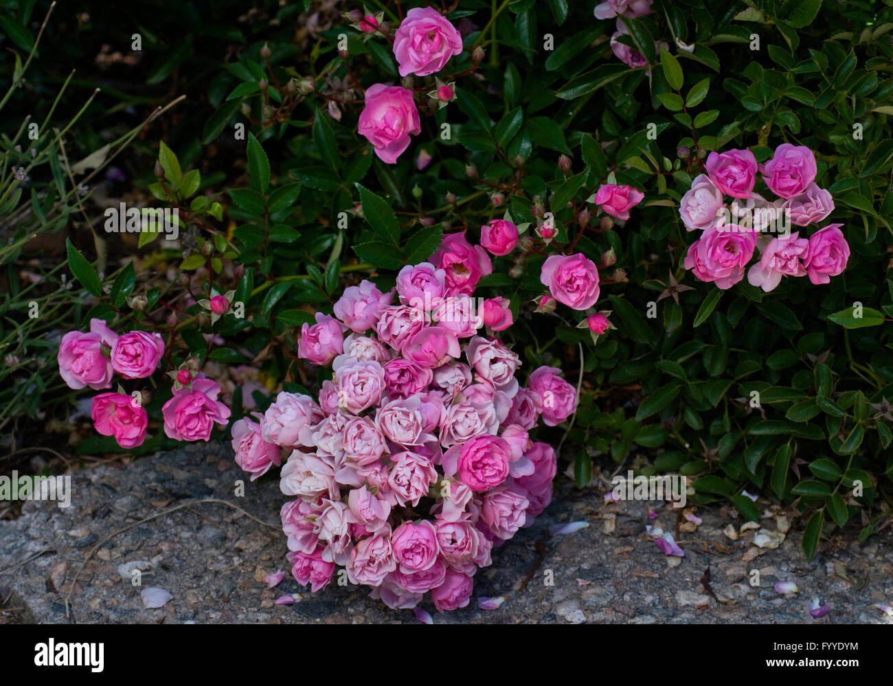 Ornamental rose rosa the fairy -Fotos und -Bildmaterial in hoher ...