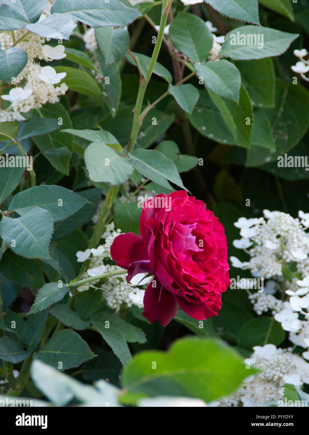 Rouge royale -Fotos und -Bildmaterial in hoher Auflösung – Alamy