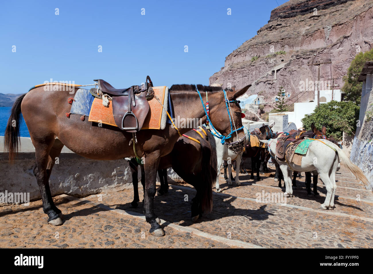 Esel im sommer -Fotos und -Bildmaterial in hoher Auflösung – Alamy