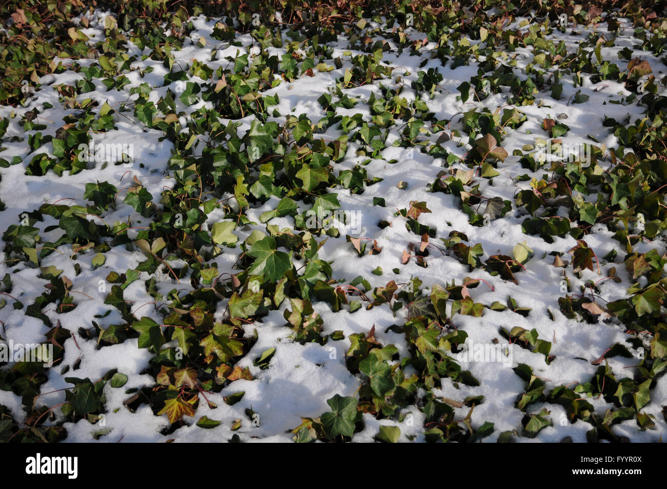 Hedera Helix Efeu Stockfotos und -bilder Kaufen - Alamy