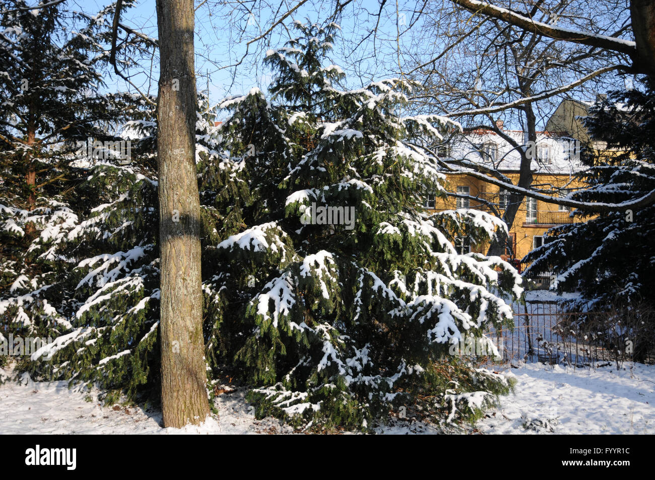 Gemeine eibe -Fotos und -Bildmaterial in hoher Auflösung – Alamy