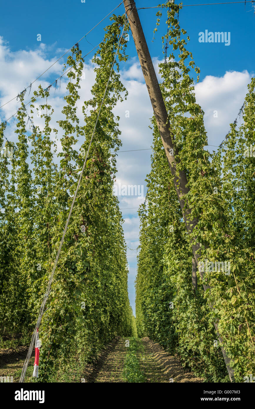 Hops cultivation farming farm -Fotos und -Bildmaterial in hoher ...