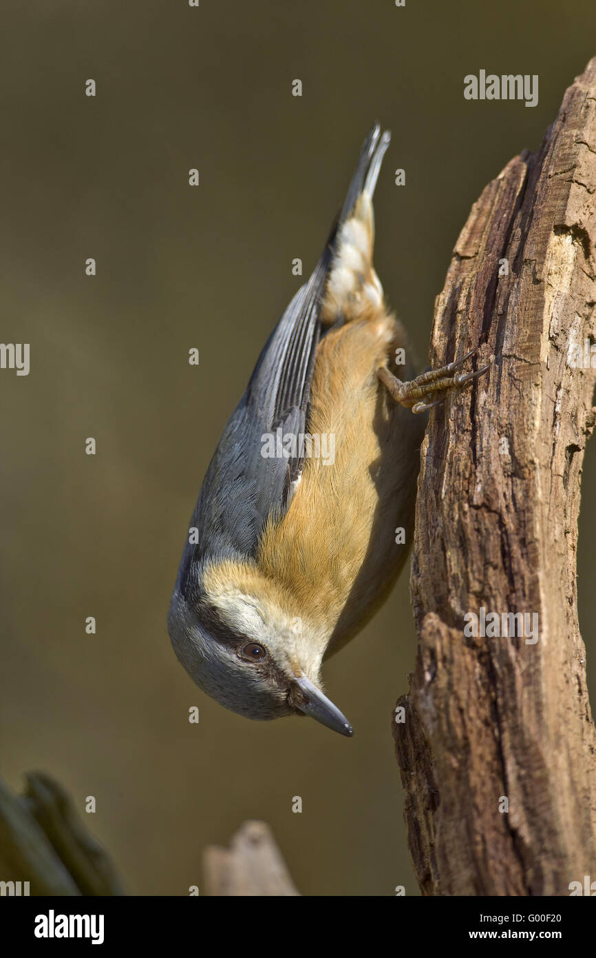 Kleiber singing -Fotos und -Bildmaterial in hoher Auflösung – Alamy