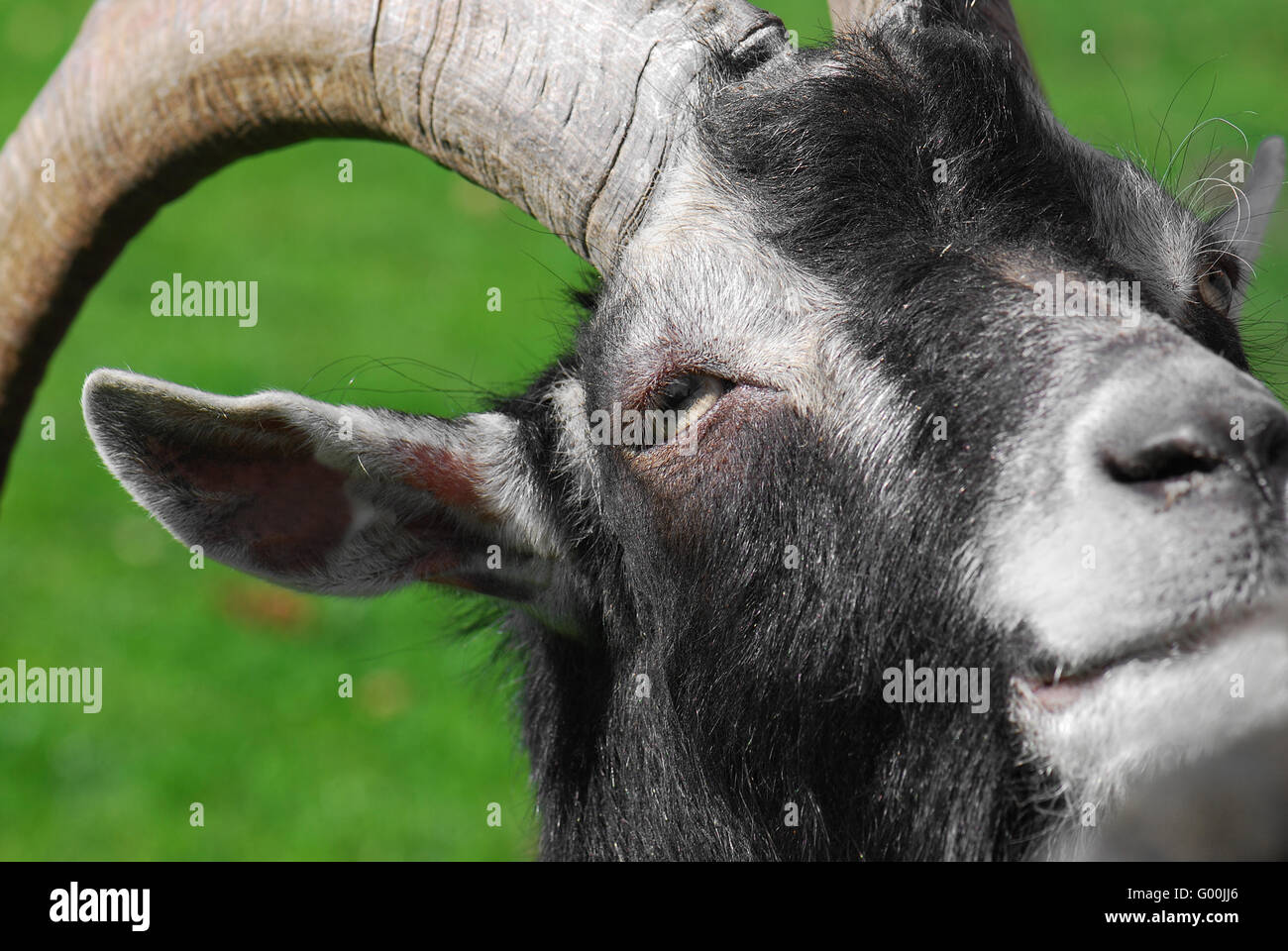 Ziege mit hut -Fotos und -Bildmaterial in hoher Auflösung – Alamy