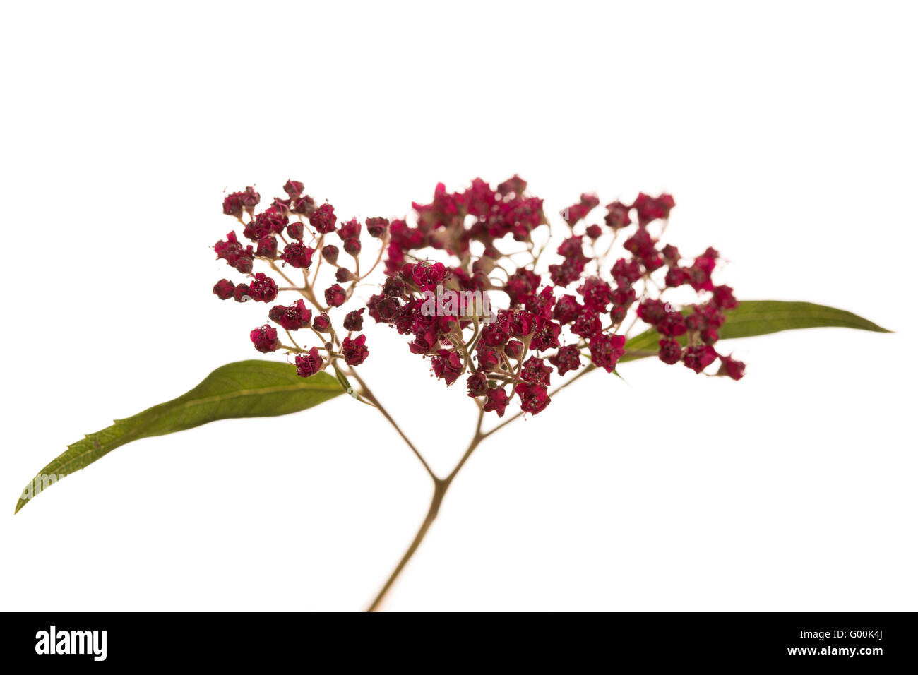 Wilde blume rot Ausgeschnittene Stockfotos und -bilder - Alamy