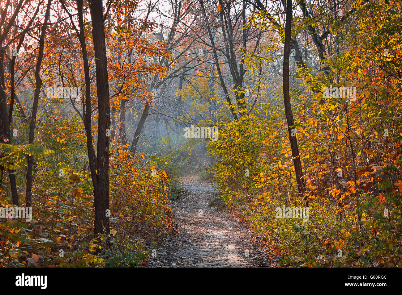 Deciduous forest in autumn laubwald -Fotos und -Bildmaterial in hoher ...