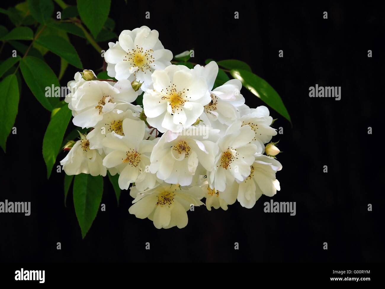 Bobby james -Fotos und -Bildmaterial in hoher Auflösung – Alamy