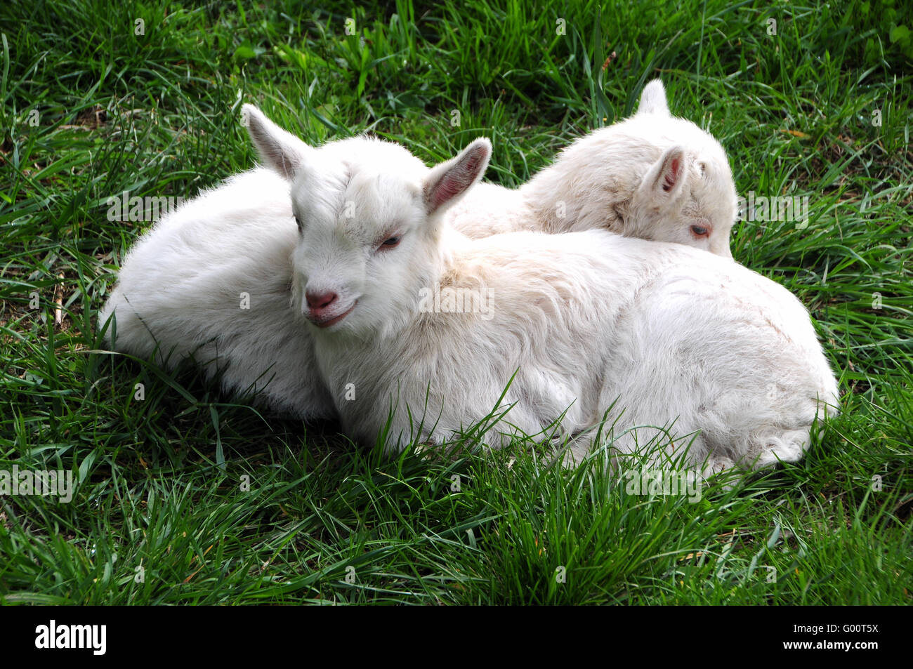Weisse ziege -Fotos und -Bildmaterial in hoher Auflösung – Alamy