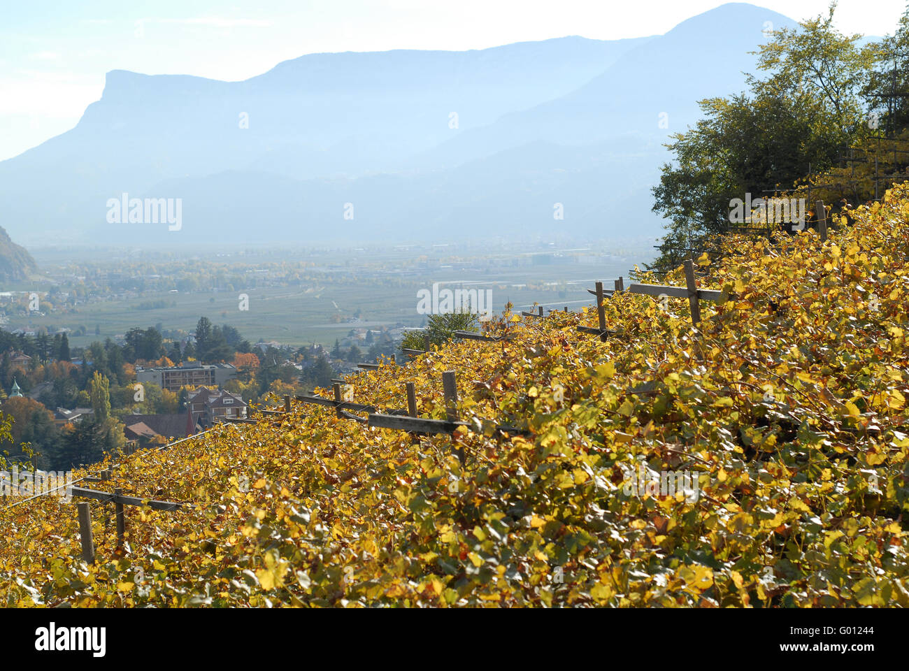 Meraner wein -Fotos und -Bildmaterial in hoher Auflösung – Alamy