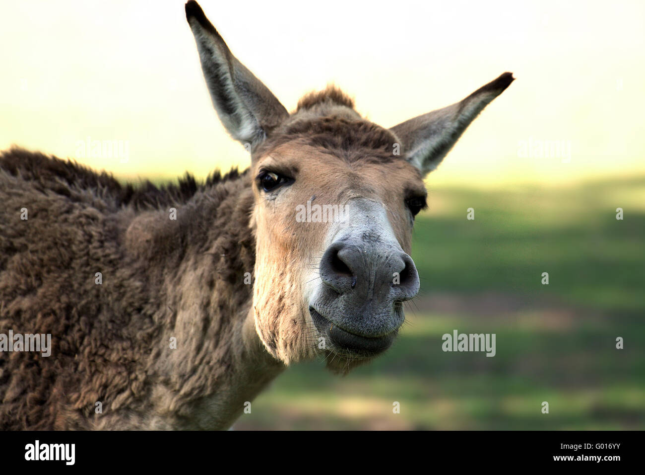 Tier Esel Stockfotos und -bilder Kaufen - Alamy