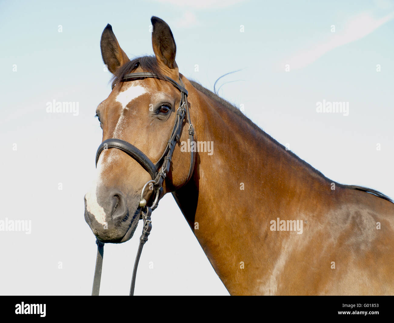 Holsteiner horse portrait -Fotos und -Bildmaterial in hoher Auflösung ...