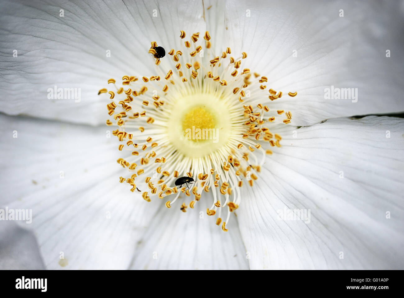 Eigelb sonne -Fotos und -Bildmaterial in hoher Auflösung – Alamy