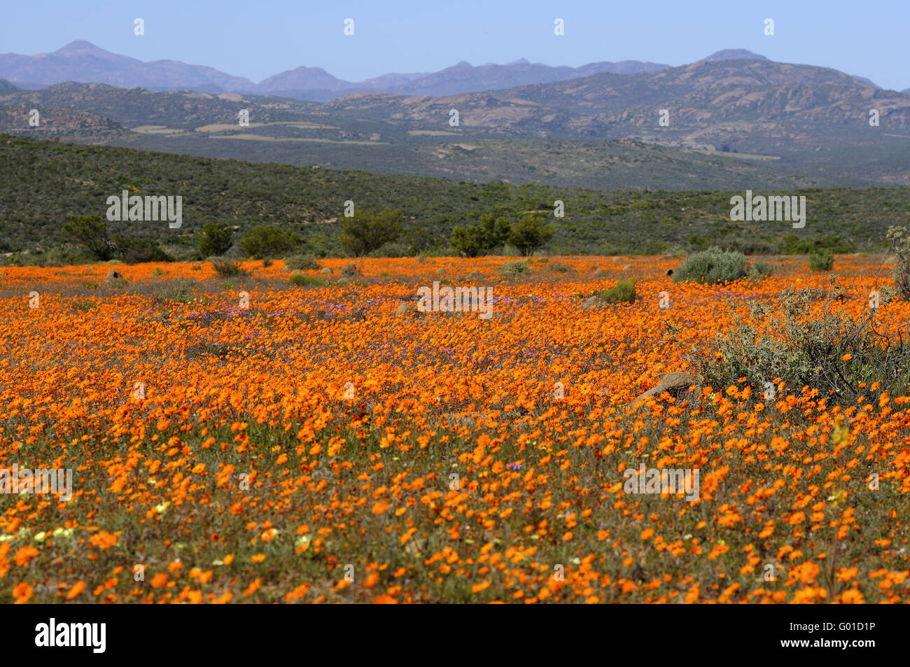 Skilpad blumenreserve -Fotos und -Bildmaterial in hoher Auflösung – Alamy