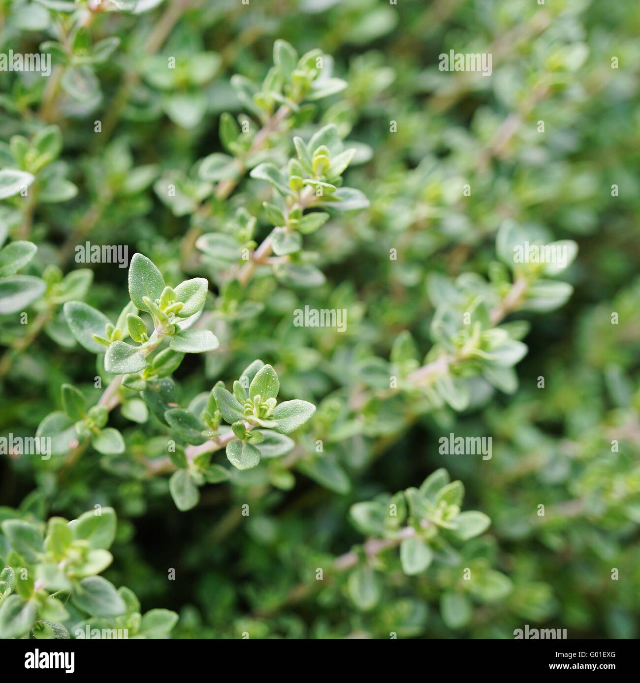 Thymian pflanze -Fotos und -Bildmaterial in hoher Auflösung – Alamy