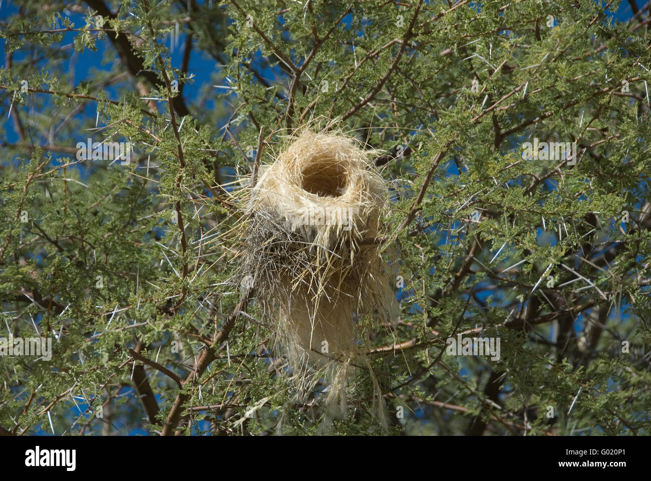 Webervogel Nest Stockfotos und -bilder Kaufen - Alamy