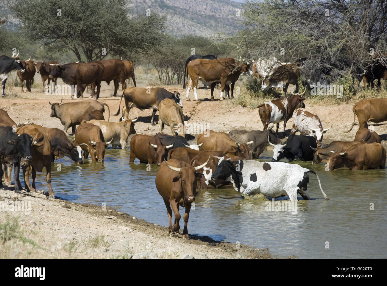 Rinder herde -Fotos und -Bildmaterial in hoher Auflösung – Alamy