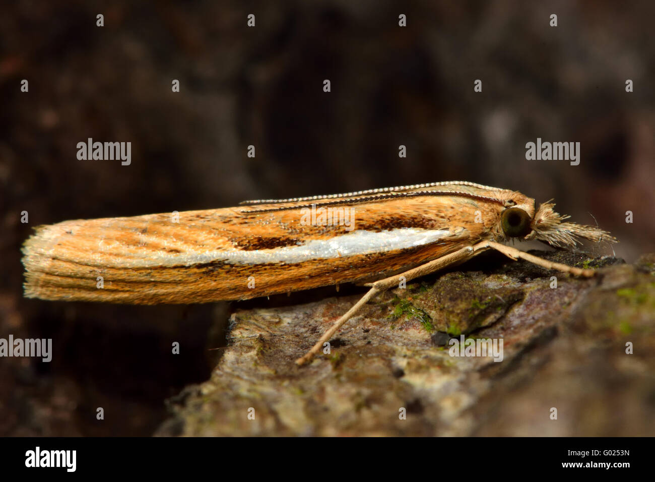 Agriphila selasella -Fotos und -Bildmaterial in hoher Auflösung – Alamy