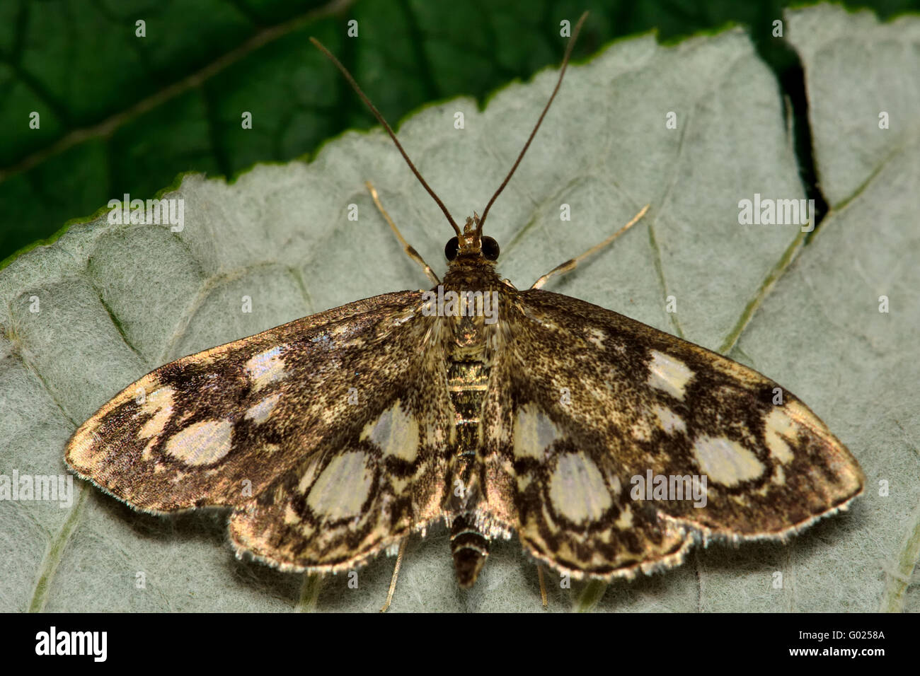 Phlyctaenia Coronata Mikro Motte. Kleines Insekt in der Familie ...