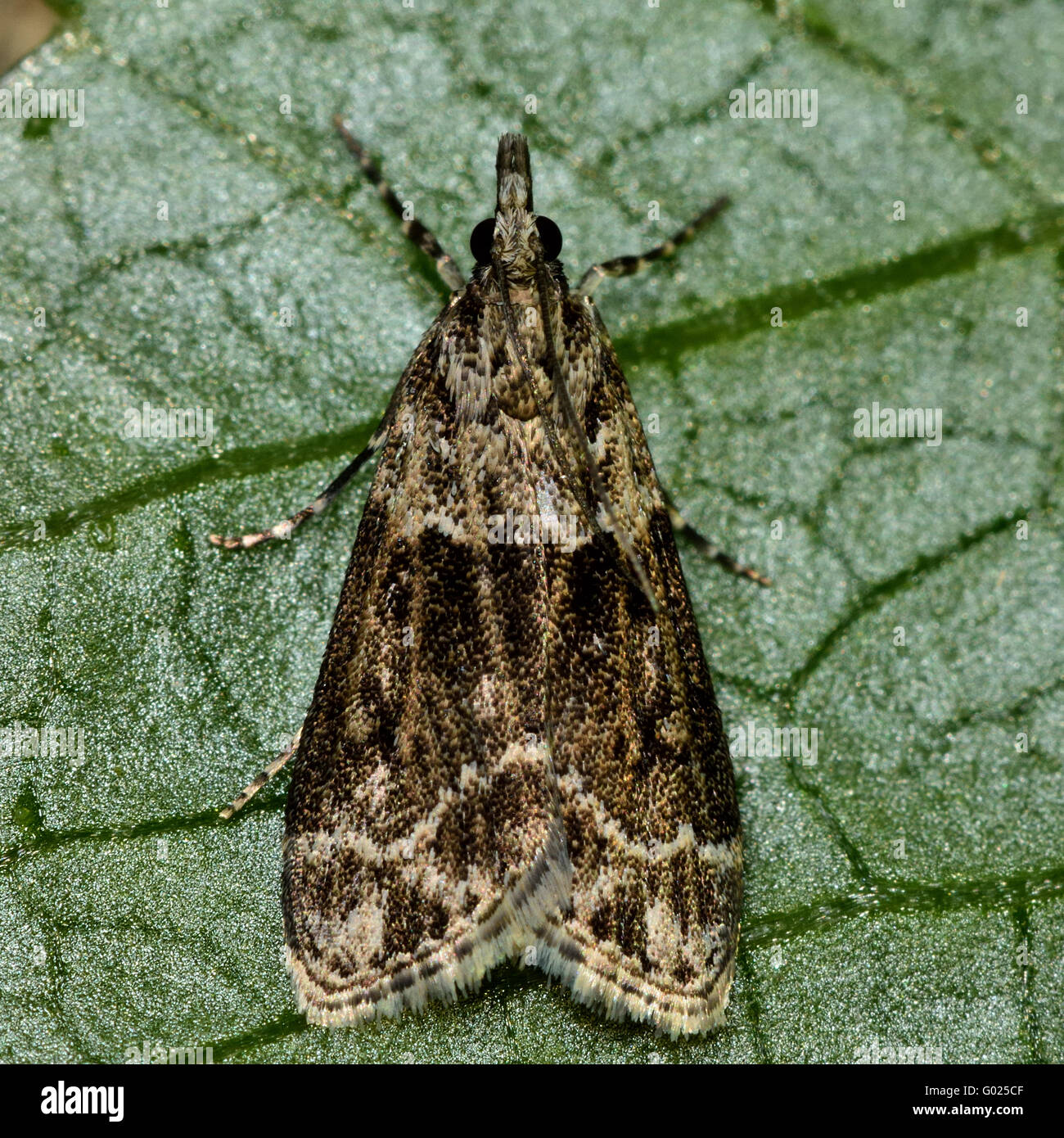 Scoparia Ambigualis Mikro Motte. Kleines Insekt in der Familie ...