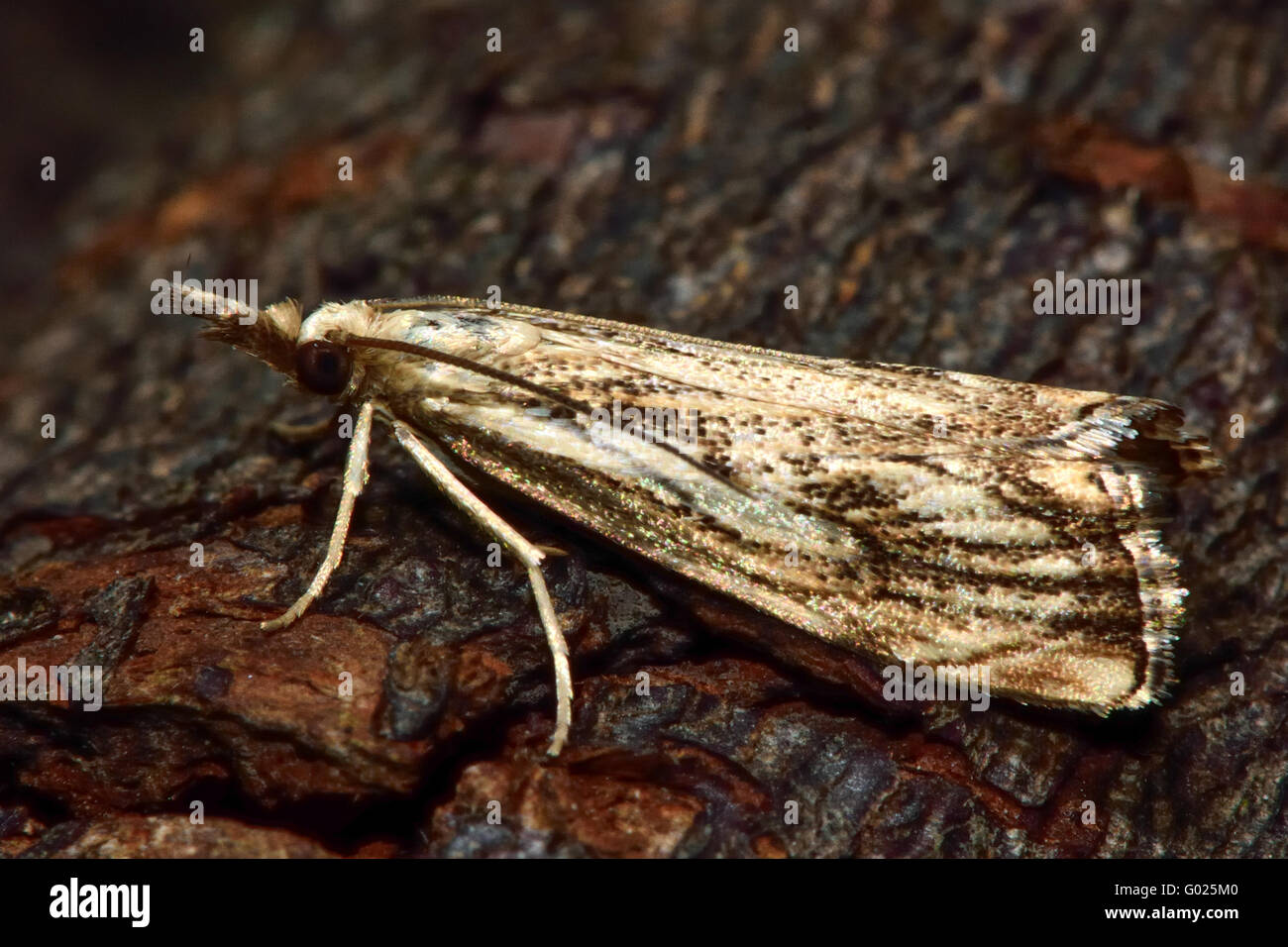 Chilo phragmitella -Fotos und -Bildmaterial in hoher Auflösung – Alamy