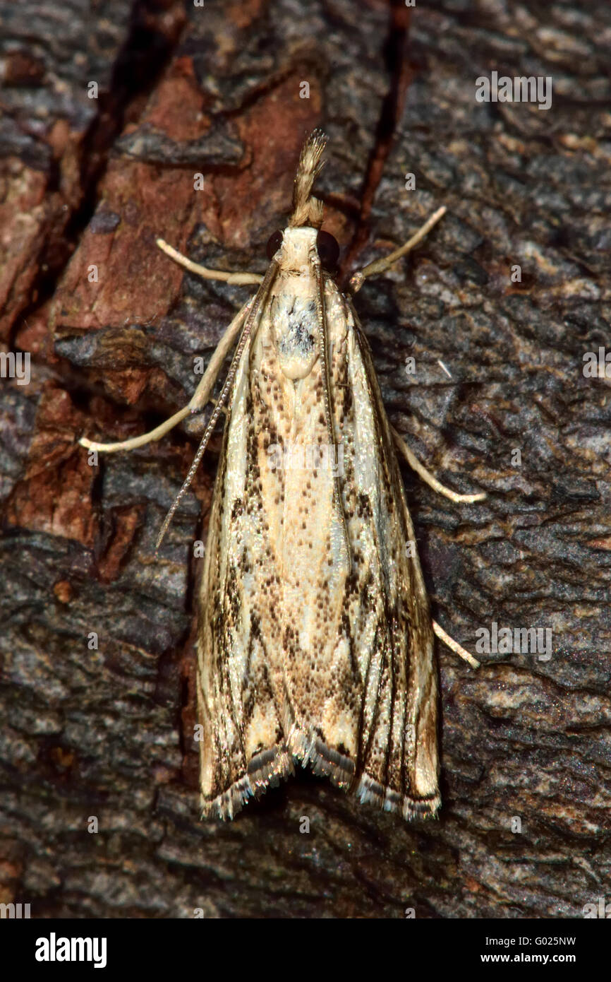 Chilo Phragmitella Mikro Motte von oben. Kleines Insekt in der Familie ...