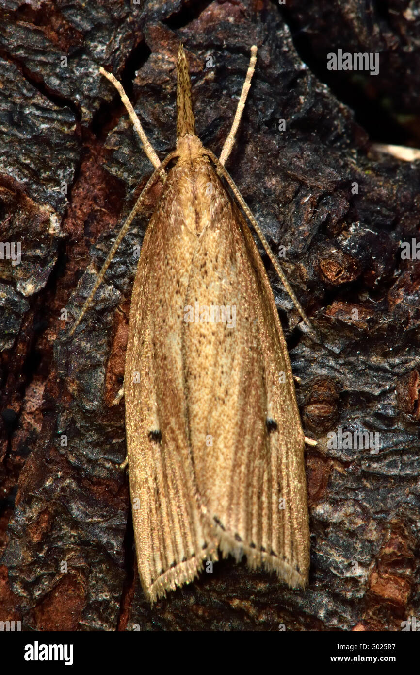 Catoptria Falsella micro Motte. Kleines Insekt in der Familie Crambidae ...