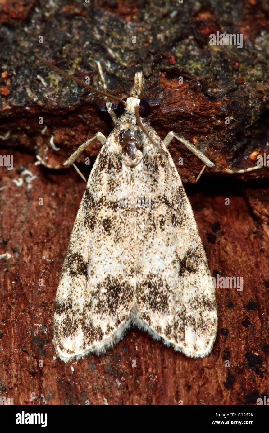 Scoparia ambigualis -Fotos und -Bildmaterial in hoher Auflösung – Alamy