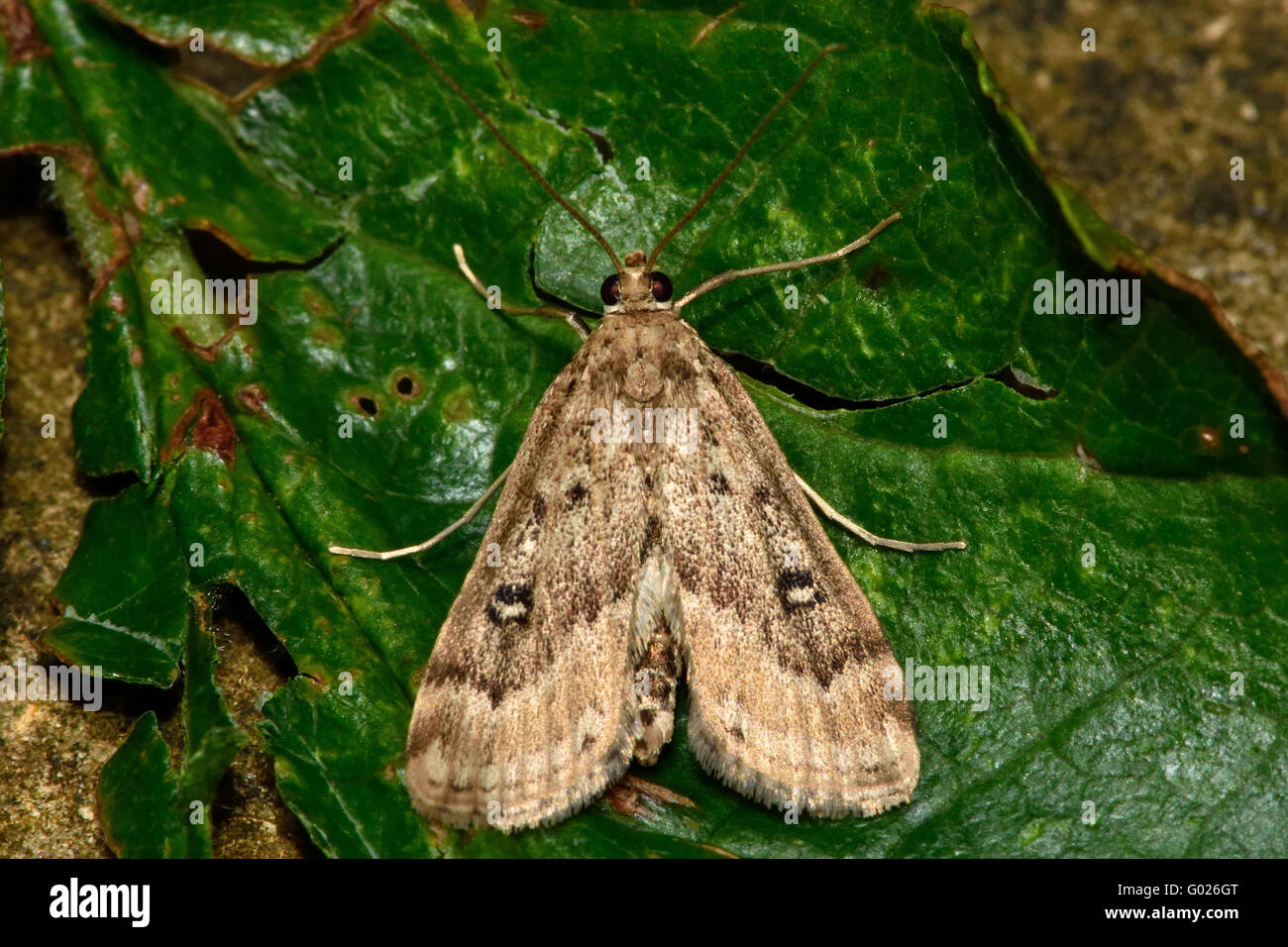 Crambidae grass moth family lepidoptera -Fotos und -Bildmaterial in ...