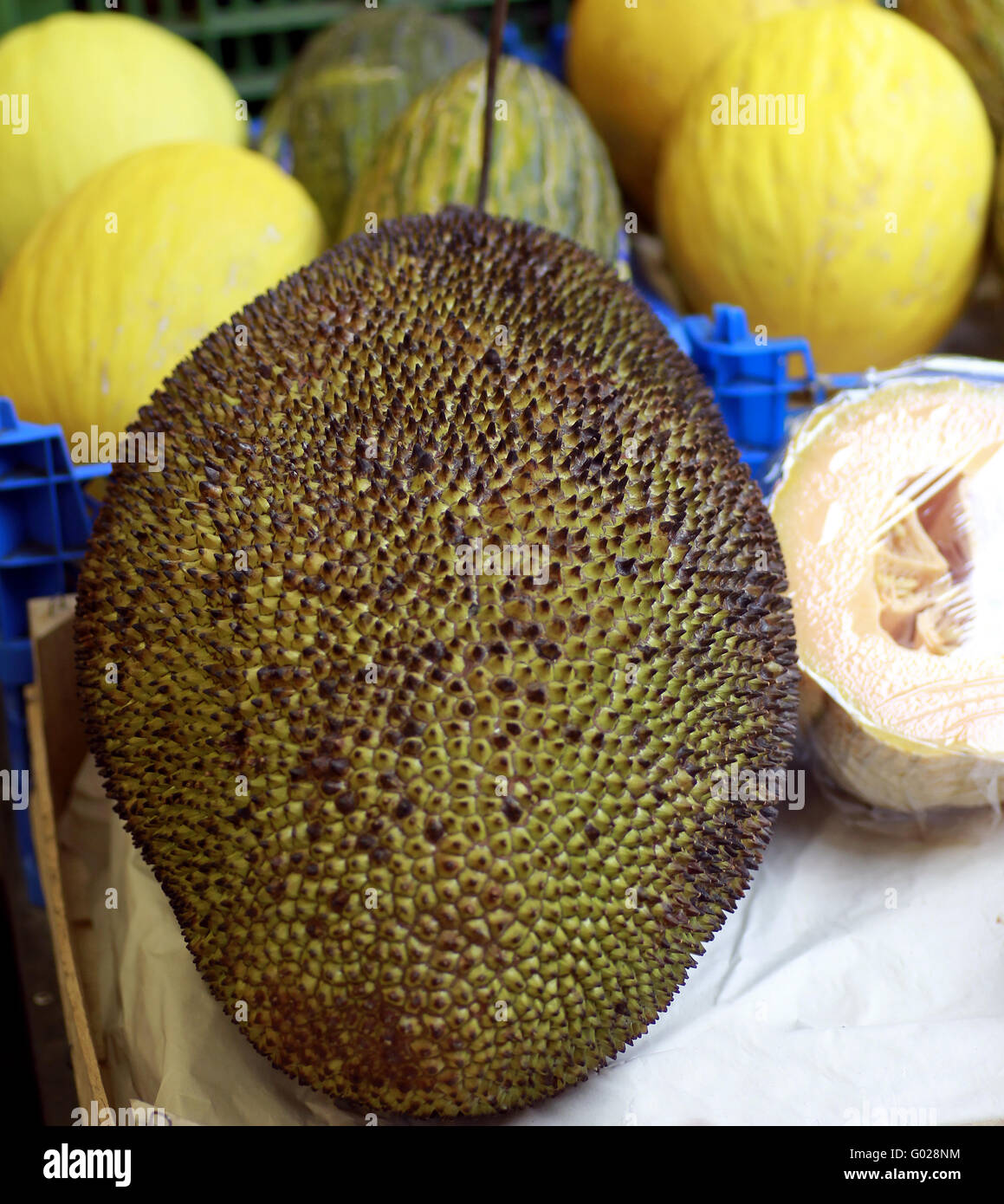 Jaca frucht -Fotos und -Bildmaterial in hoher Auflösung – Alamy