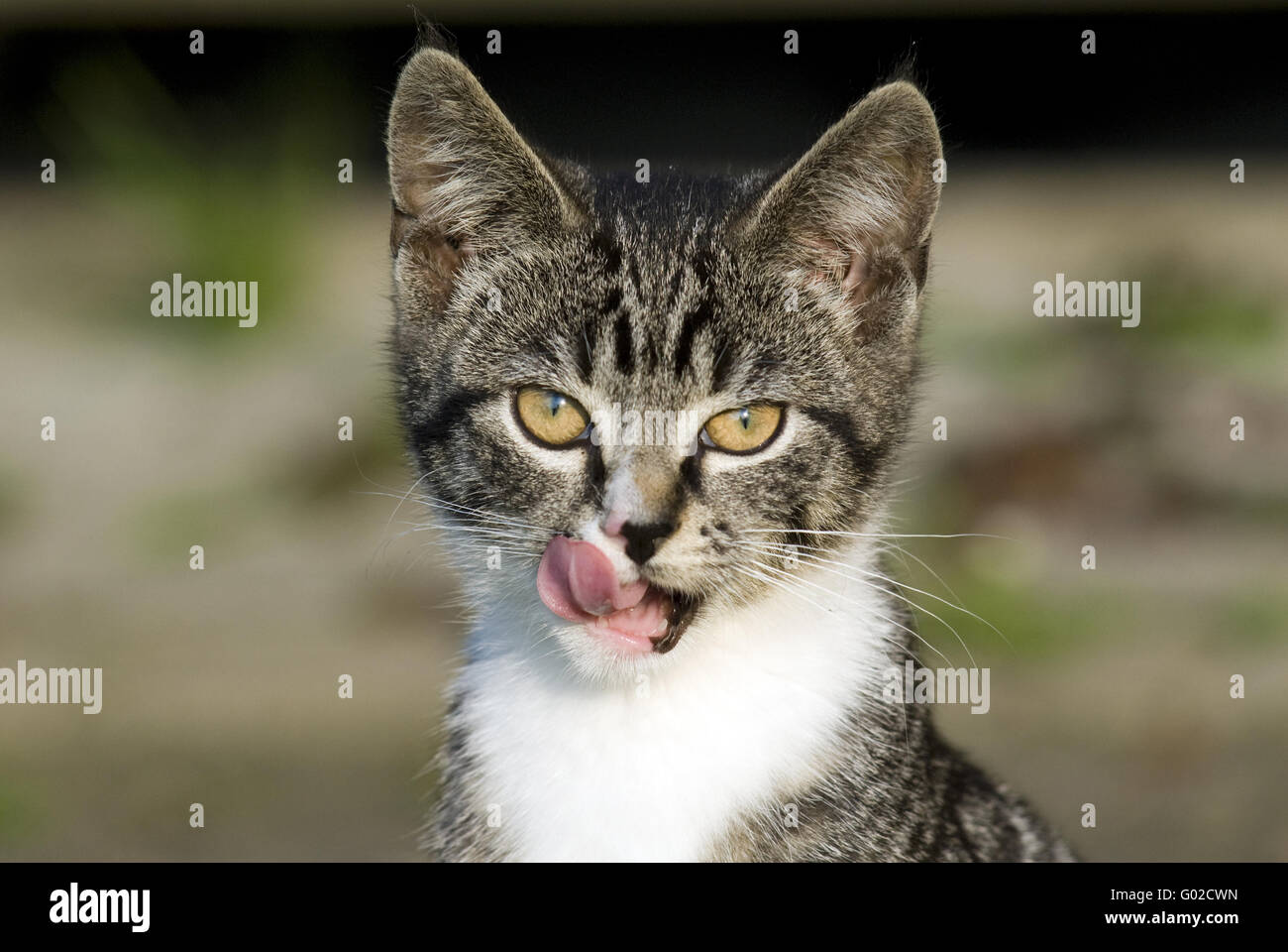 Bilder katzen -Fotos und -Bildmaterial in hoher Auflösung – Alamy