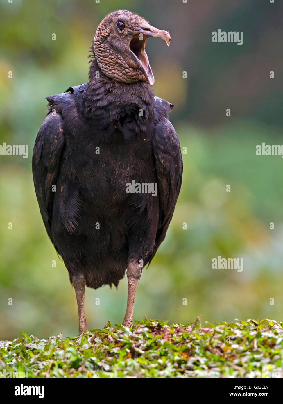 Geier schnabel -Fotos und -Bildmaterial in hoher Auflösung – Alamy