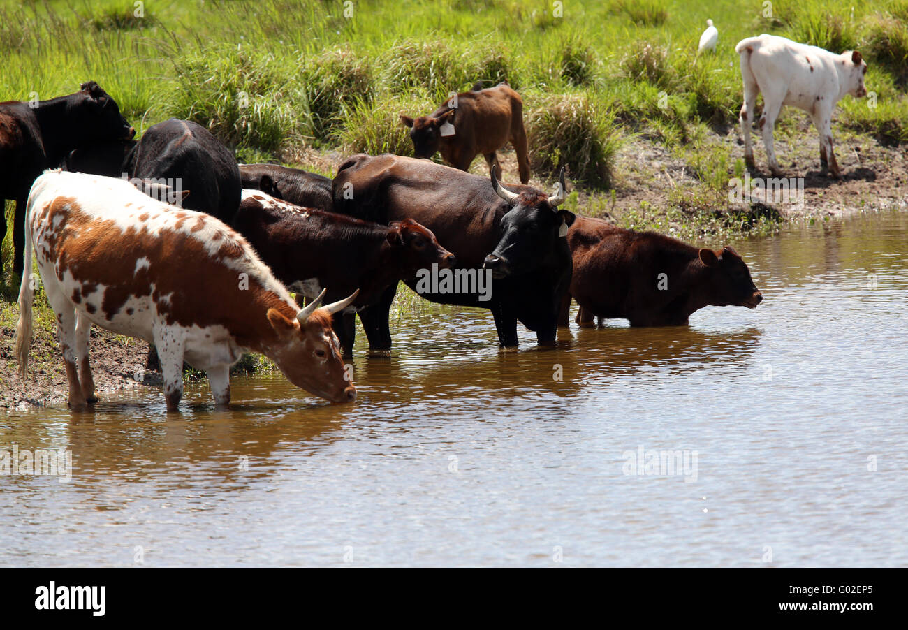 Zentrale florida landwirtschaft -Fotos und -Bildmaterial in hoher ...