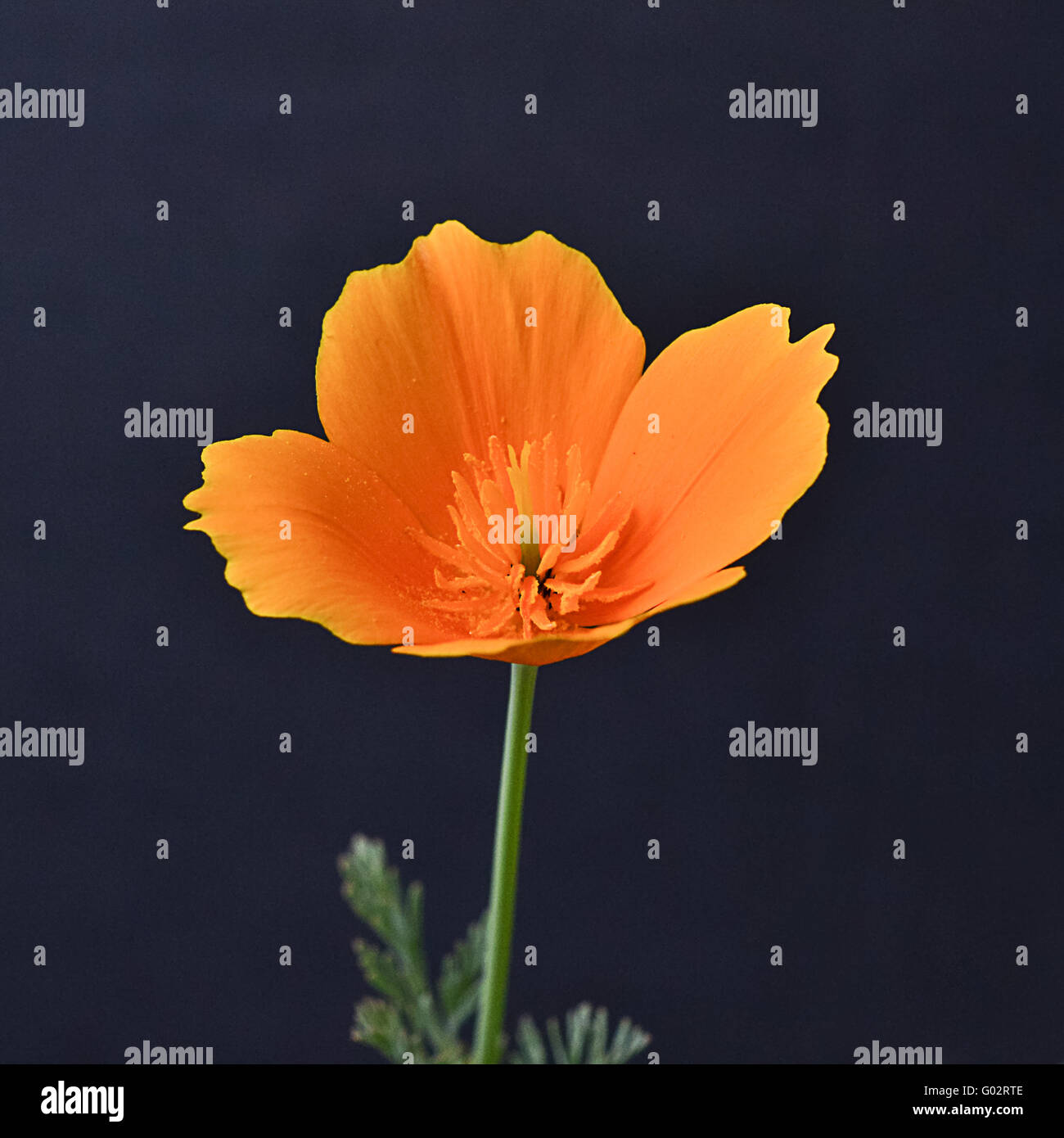 Kalifornischer mohn -Fotos und -Bildmaterial in hoher Auflösung – Alamy