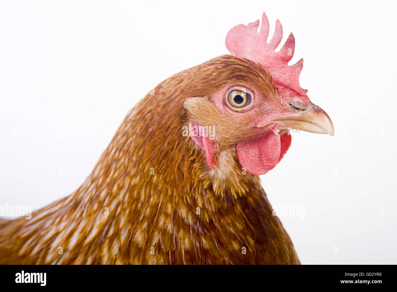 Huhn porträt -Fotos und -Bildmaterial in hoher Auflösung – Alamy