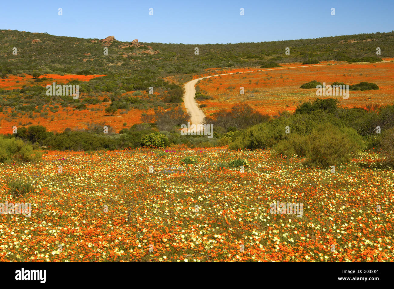 Skilpad blumenreserve -Fotos und -Bildmaterial in hoher Auflösung – Alamy
