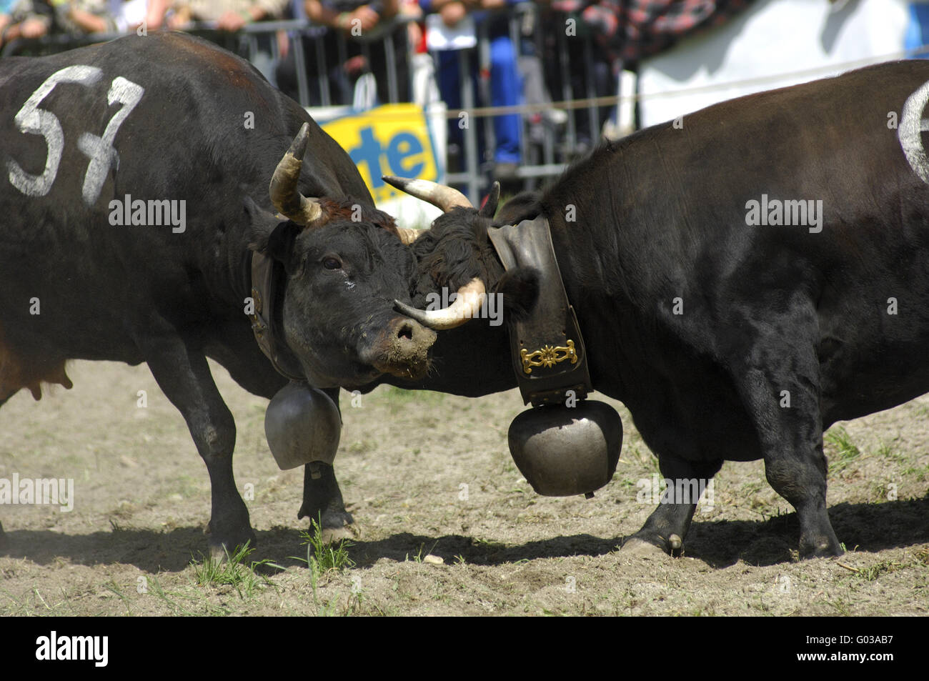 Wettbewerb der Eringer Kühe, Schweiz kämpfen Stockfotografie - Alamy