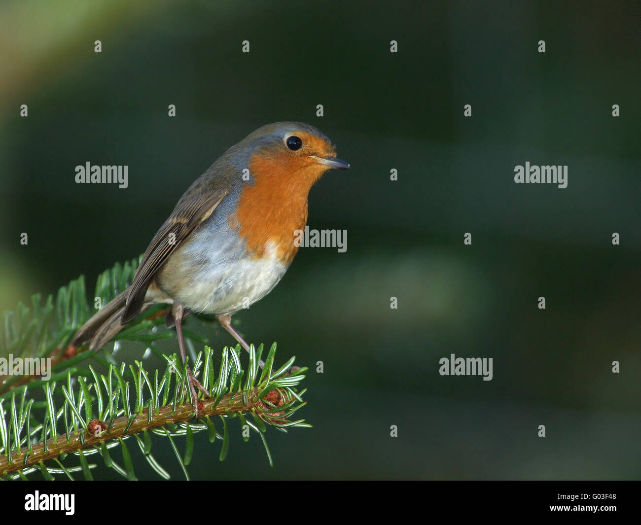 Vogel insekt wald -Fotos und -Bildmaterial in hoher Auflösung – Alamy