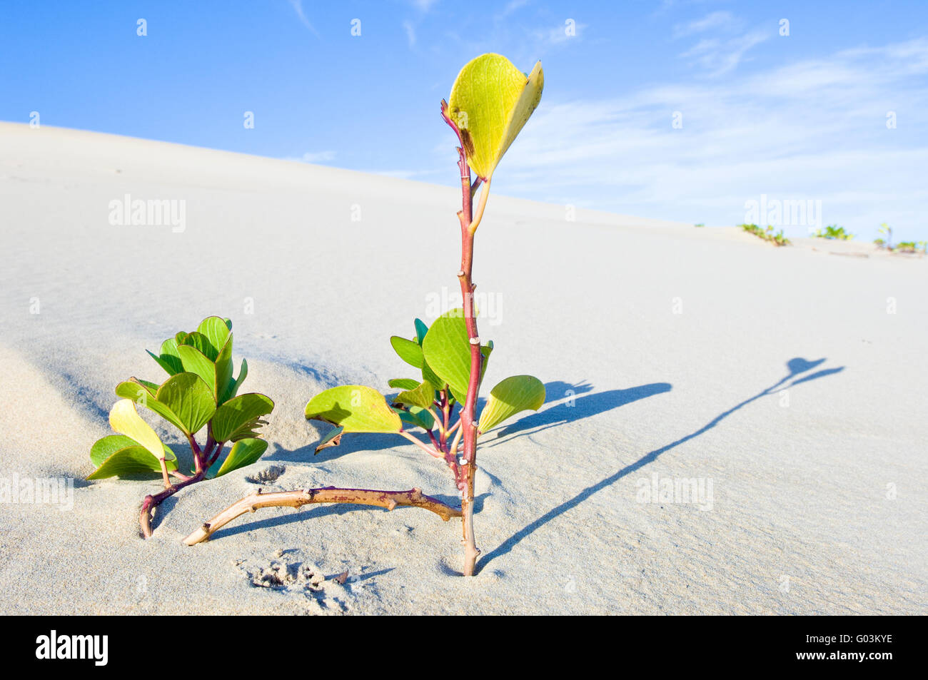 Ziegenfuss prunkwinde -Fotos und -Bildmaterial in hoher Auflösung – Alamy