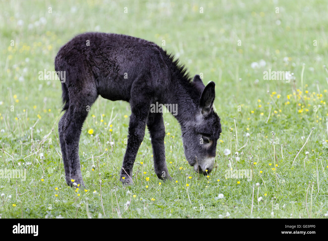 Junger esel -Fotos und -Bildmaterial in hoher Auflösung – Alamy