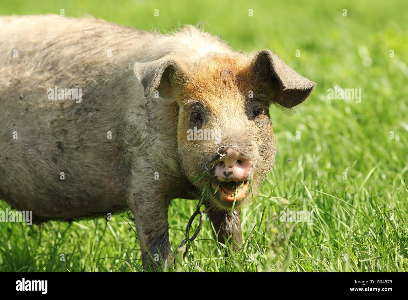 Lustiges schwein -Fotos und -Bildmaterial in hoher Auflösung – Alamy