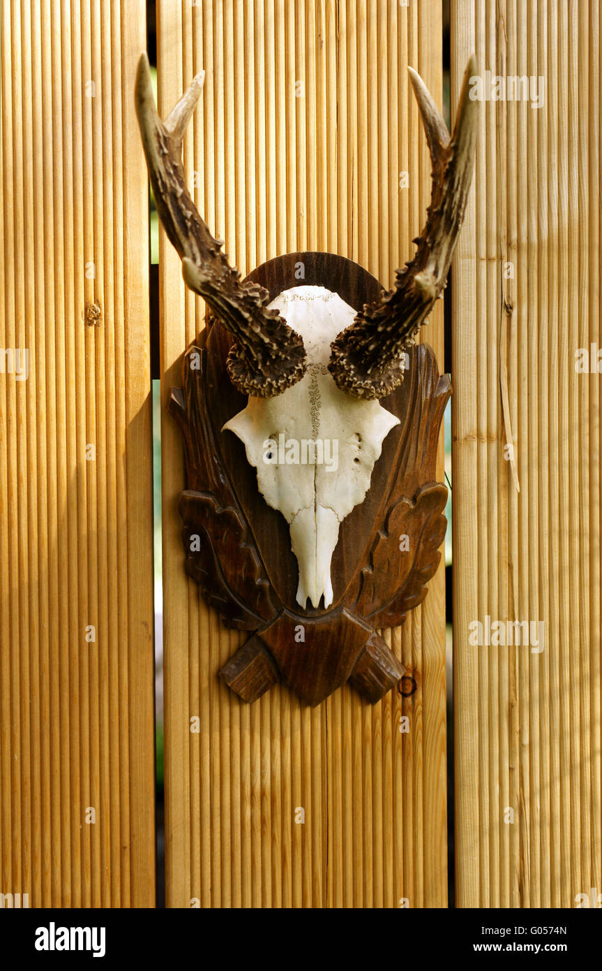 Planken geweihe von jungen hirschen -Fotos und -Bildmaterial in hoher ...