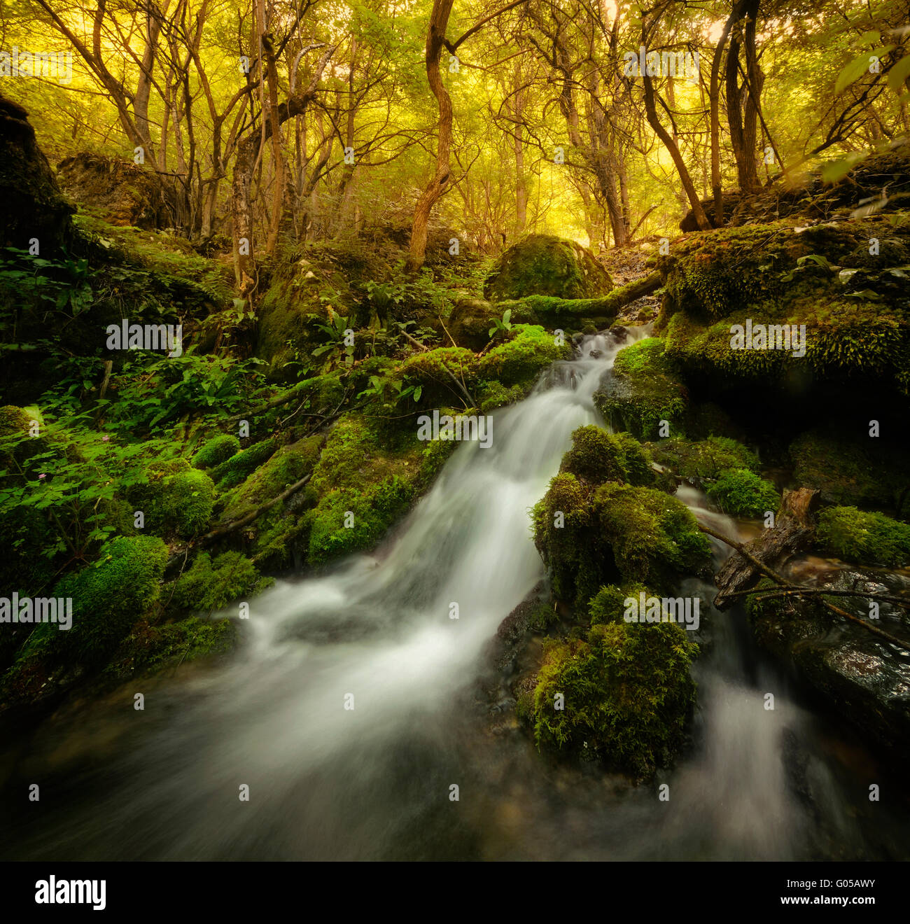 Fluss im wald -Fotos und -Bildmaterial in hoher Auflösung – Alamy