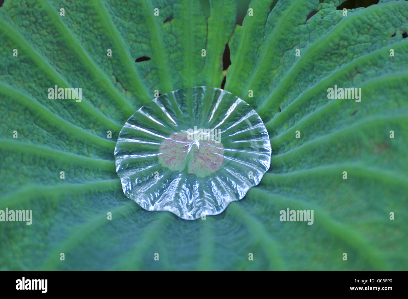 Zwei tropfen -Fotos und -Bildmaterial in hoher Auflösung – Alamy