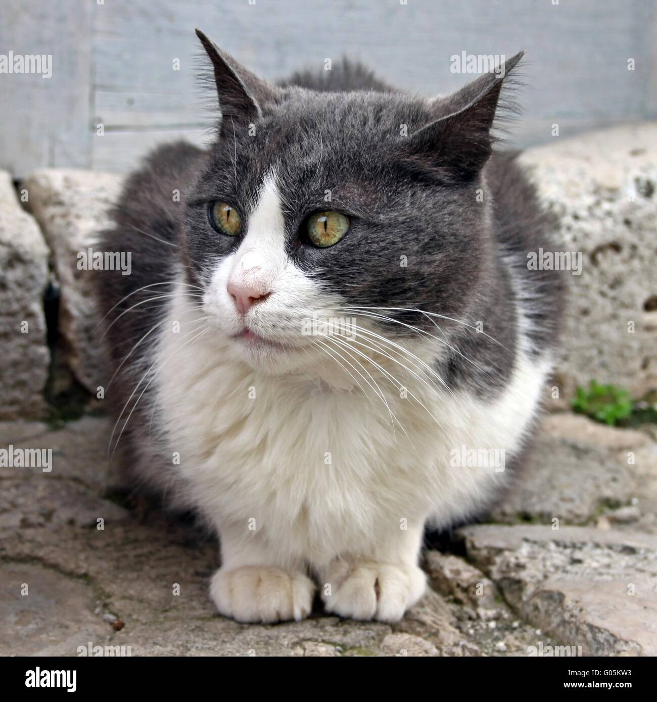 Drollige katze -Fotos und -Bildmaterial in hoher Auflösung – Alamy